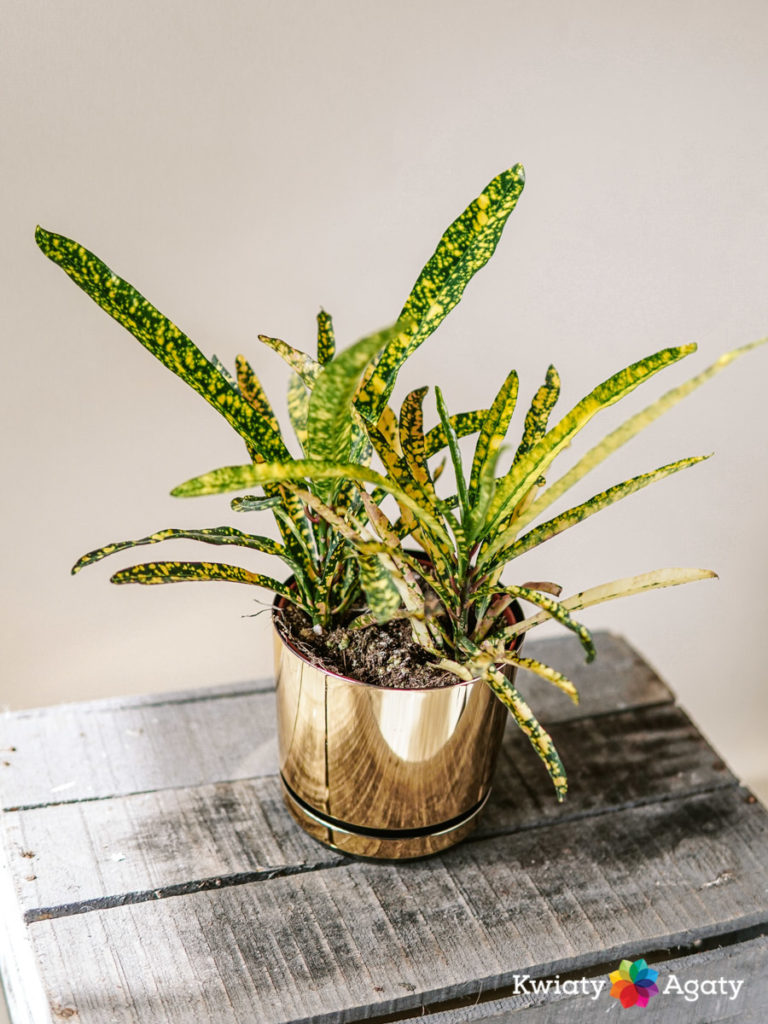 Kroton Gold Star (Codiaeum) | Kwiaty Agaty