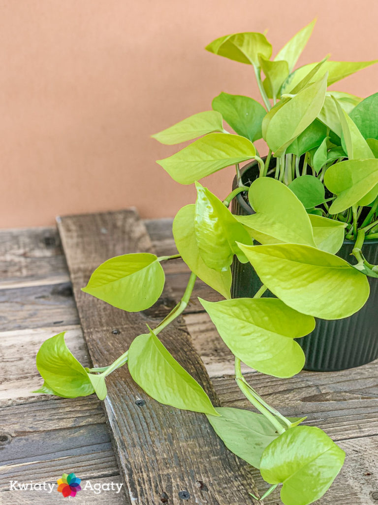 Epipremnum Neon (Golden Pothos) | Kwiaty Agaty