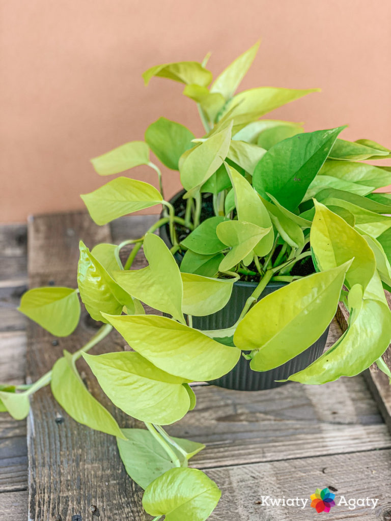 Epipremnum Neon (Golden Pothos) | Kwiaty Agaty