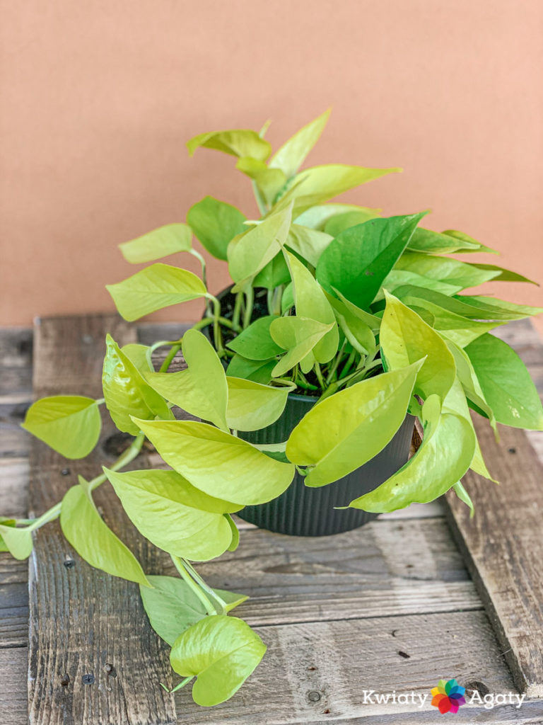 Epipremnum Neon (Golden Pothos) | Kwiaty Agaty